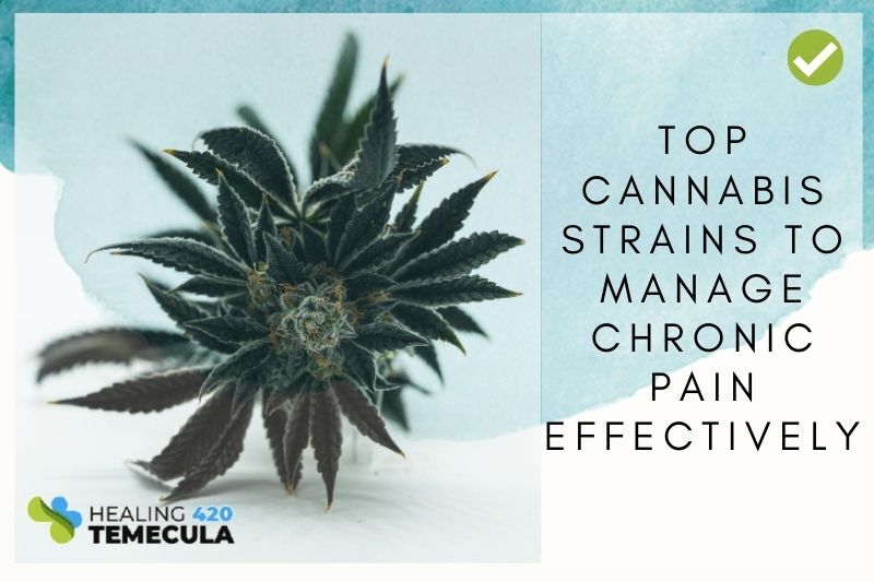 Best Cannabis Strains for Effective Chronic Pain Relief